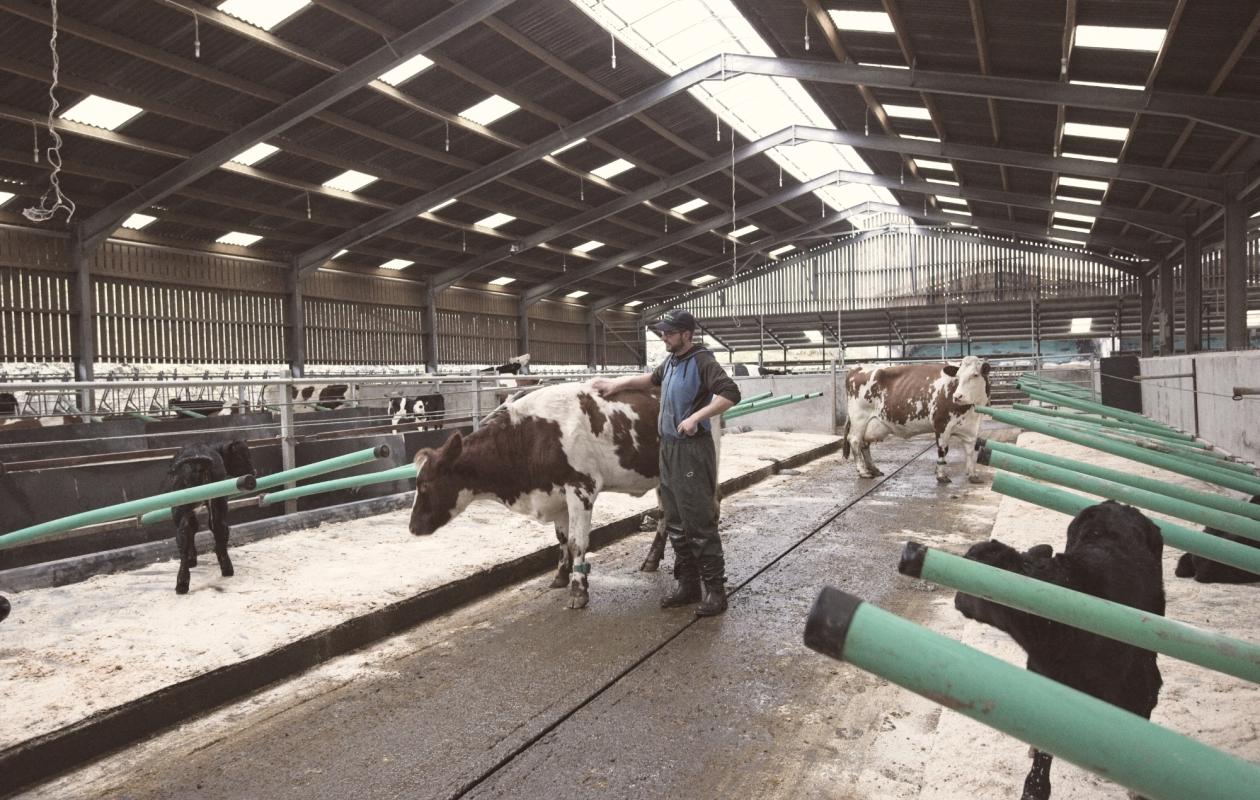 Visit The Ethical Dairy | The Ethical Dairy